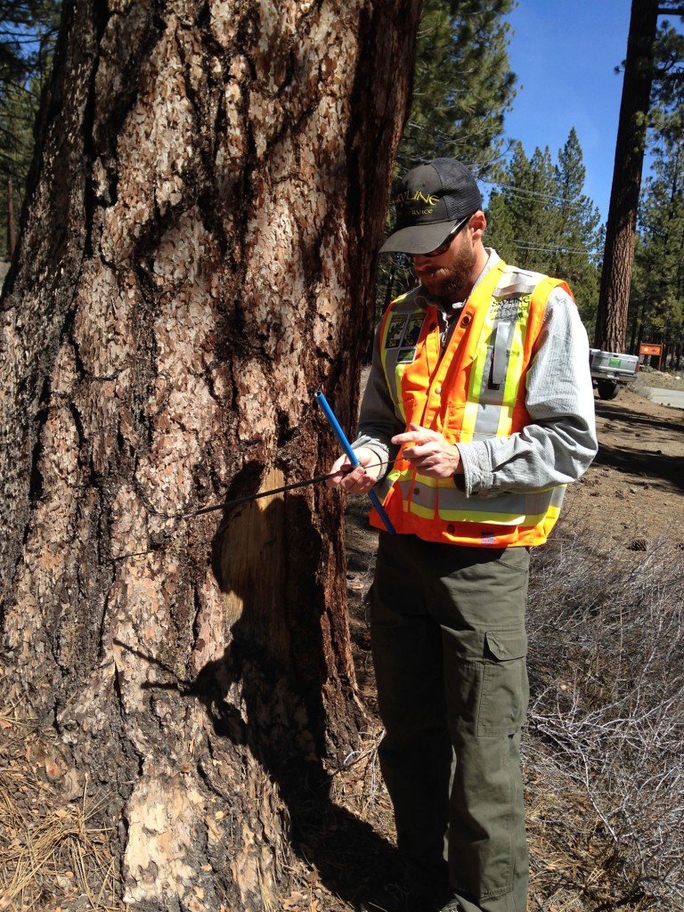 Tree Risk Assessment – Mammoth Tree Service – Skyline Arborist
